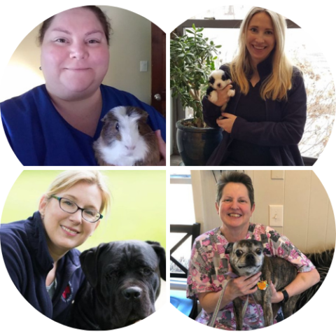 Best Vet Hospital In Middlefield, CT | Powder Ridge Vet