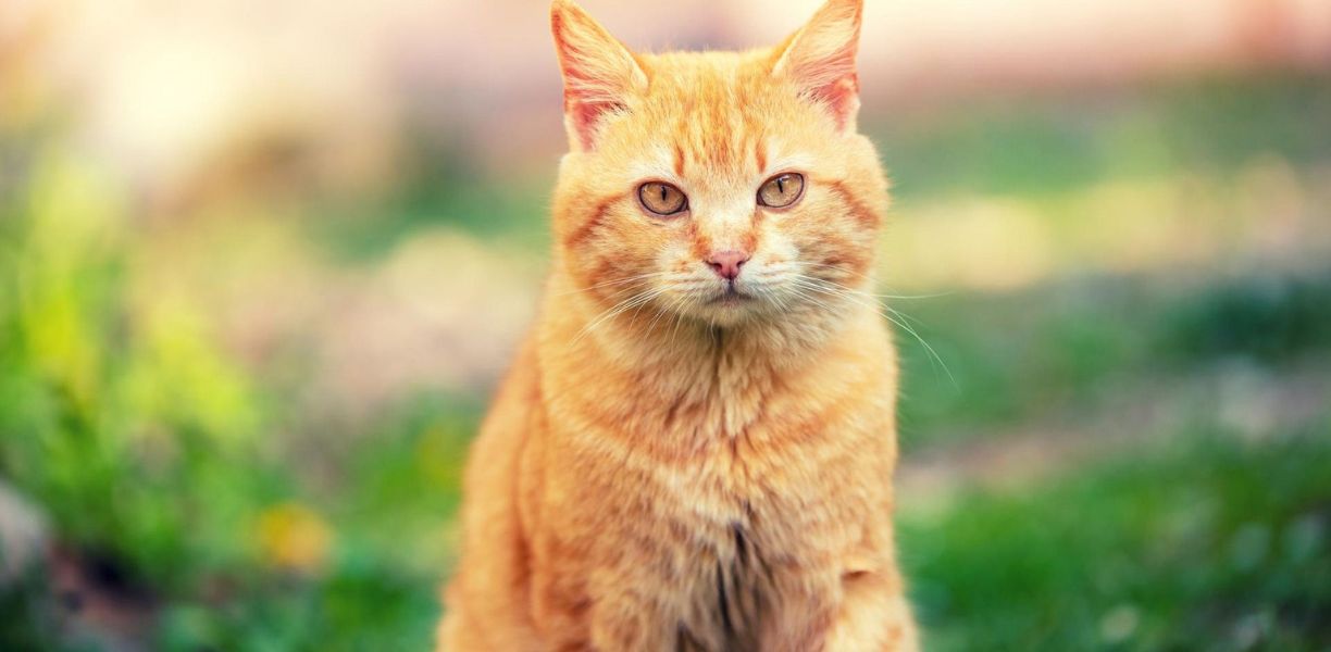 About Powder Ridge Veterinary Hospital | Middlefield, CT