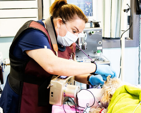 Middlefield, CT Veterinary Services | Powder Ridge Vet