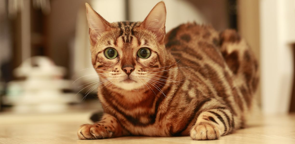 Pet Surgical Services In Middlefield, CT | Powder Ridge Vet