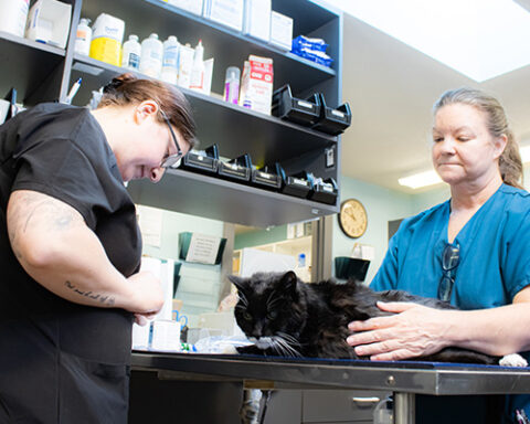 Middlefield, CT Veterinary Services | Powder Ridge Vet