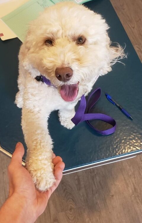 Powder Ridge Veterinary Hospital Gallery | Middlefield, CT