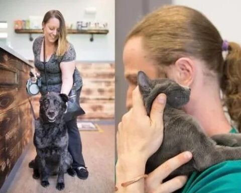 Middlefield, CT Veterinary Services | Powder Ridge Vet