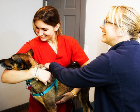 About Powder Ridge Veterinary Hospital | Middlefield, CT