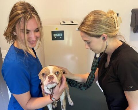 Middlefield, CT Veterinary Services | Powder Ridge Vet