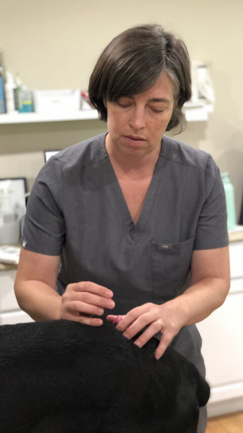Pet Acupuncture In Middlefield, CT | Powder Ridge Vet